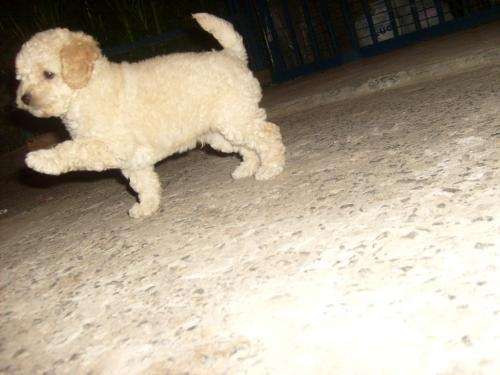 Perritos puduls - Imagui