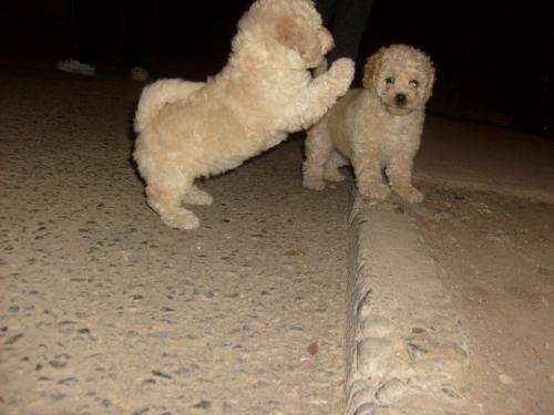Perritos puduls - Imagui
