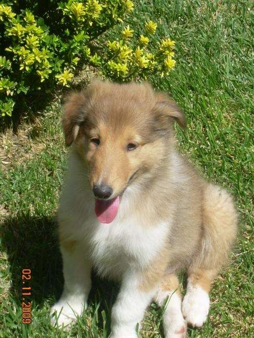 Fotos de preciosos cachorros collie . en Región Metropolitana, Chile