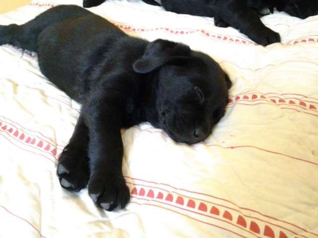 Cachorros labradores negros - Imagui