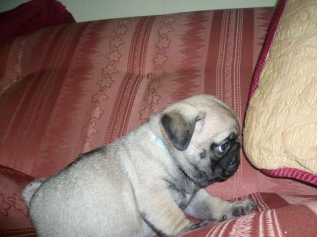 Cachorros pug carlinos inscritos y chipeados en kennel club en Recoleta ...