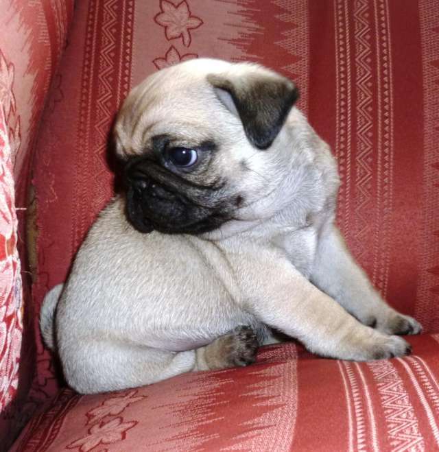 Cachorros pug carlinos inscritos y chipeados en kennel club en Recoleta ...